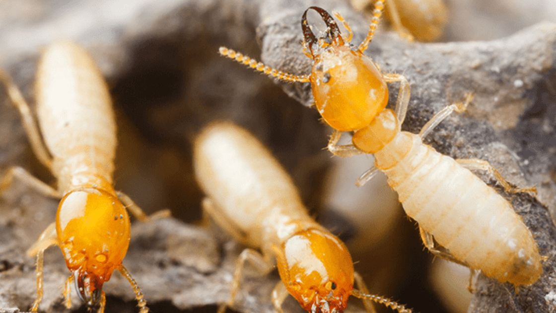 What are Formosan Termites? – Toro Pest Management